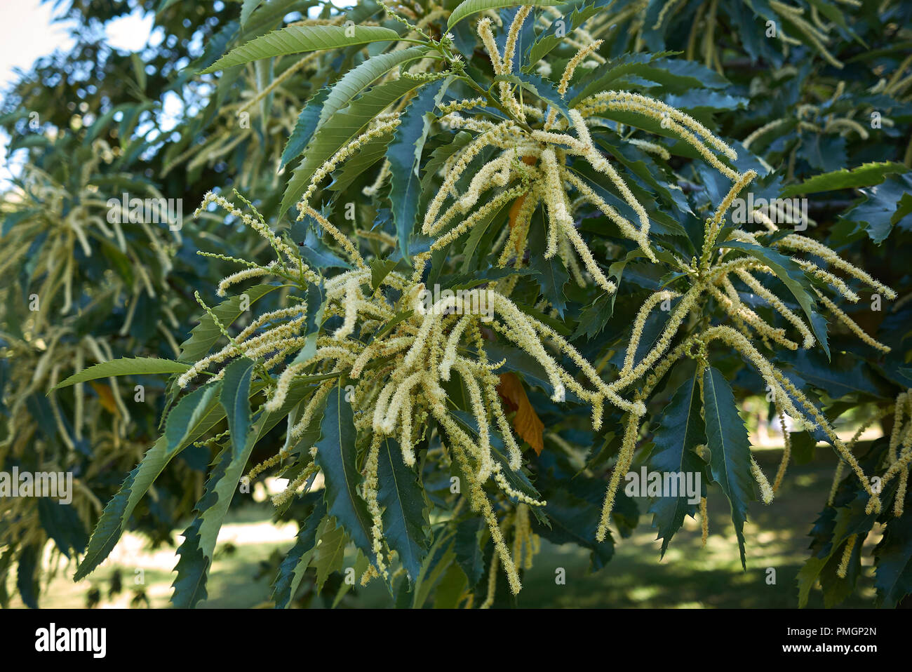 Castanea sativa blossom Stock Photo - Alamy