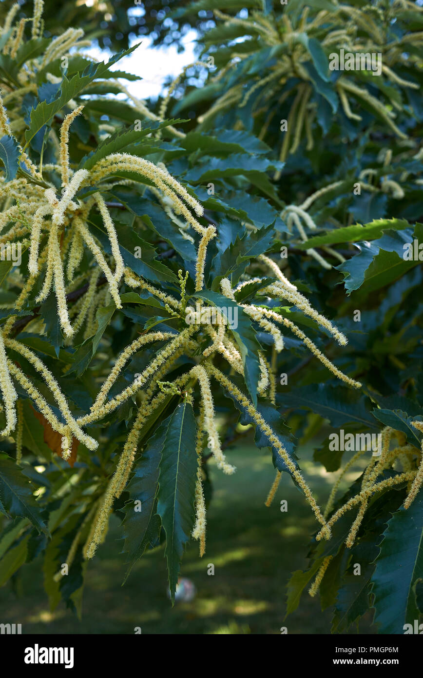 Sweet Chestnut Tree Flowers Stock Photos & Sweet Chestnut Tree Flowers ...