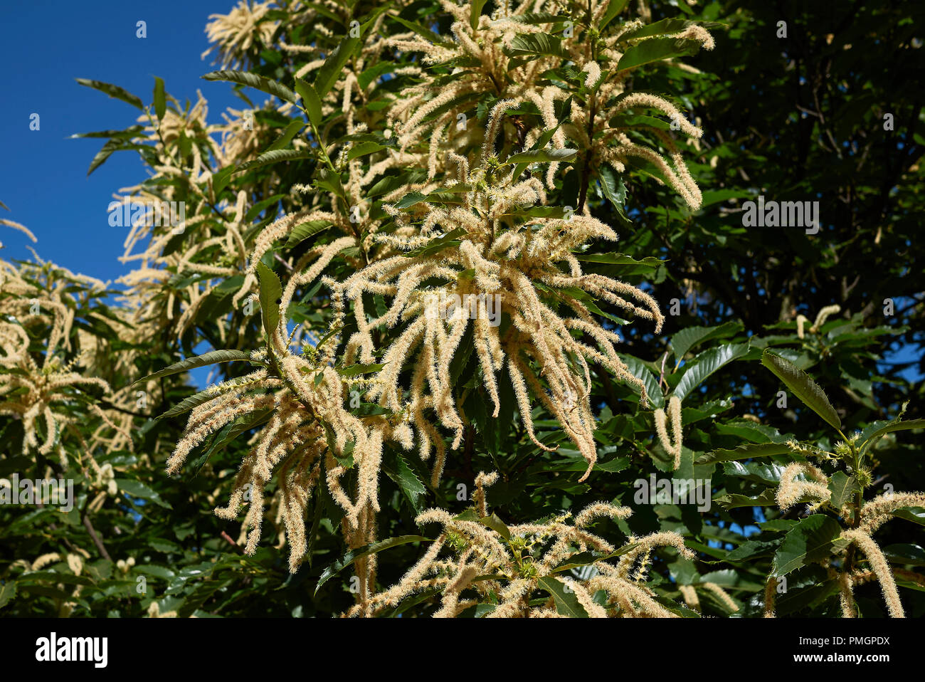 Castanea sativa blossom Stock Photo - Alamy