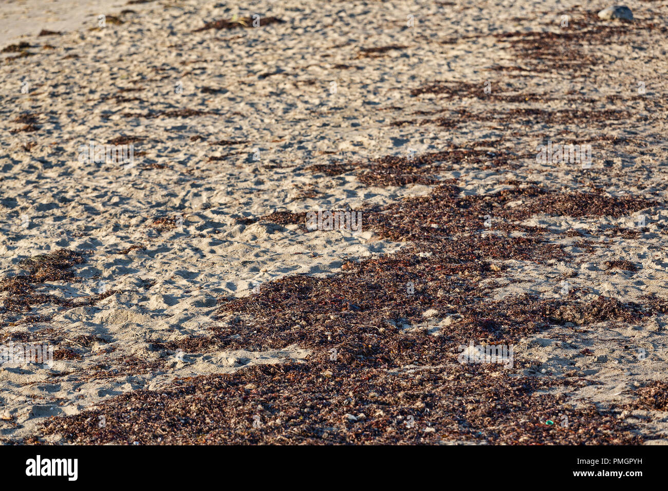 Clusters of dried seaweed on a well trod beach in Maine in the ...