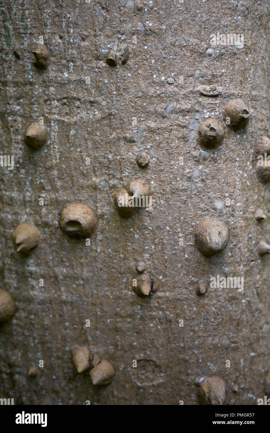 Samauma tree hi-res stock photography and images - Alamy