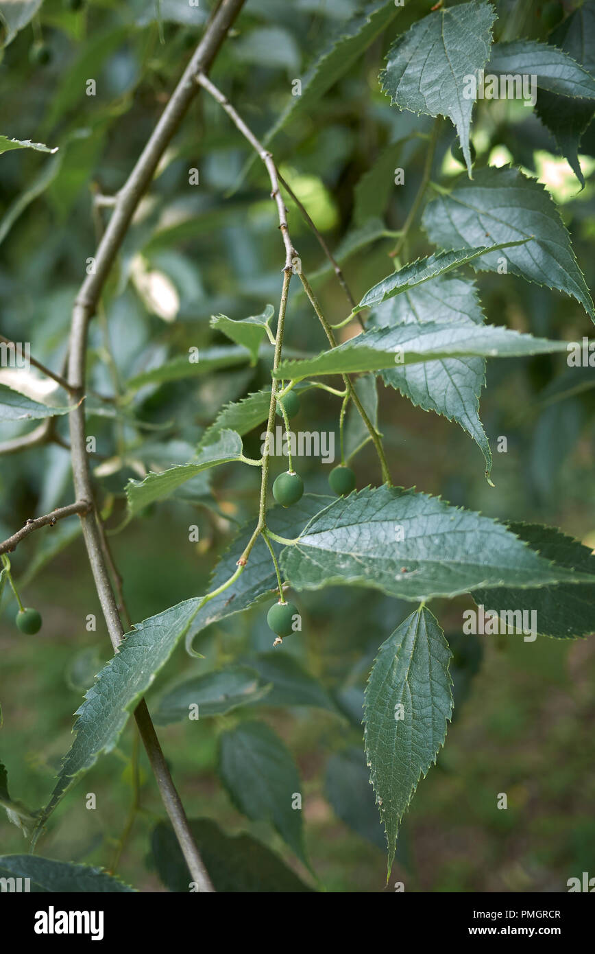 Celtis australis hi-res stock photography and images - Alamy