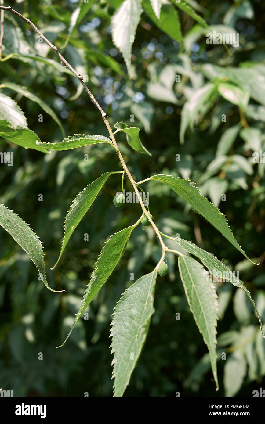 Celtis australis hi-res stock photography and images - Alamy