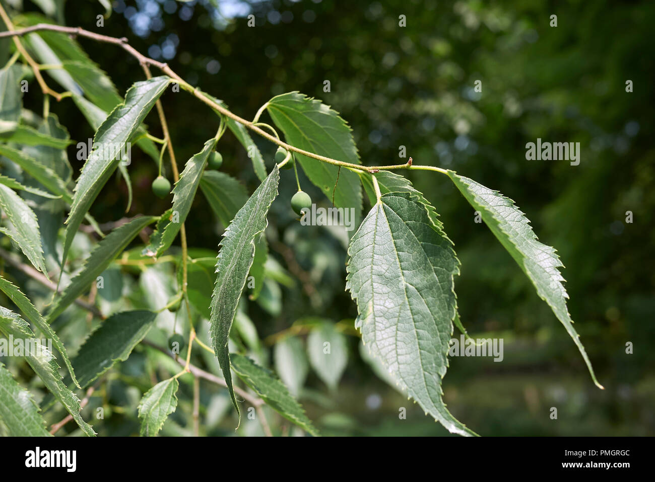 Celtis australis hi-res stock photography and images - Alamy