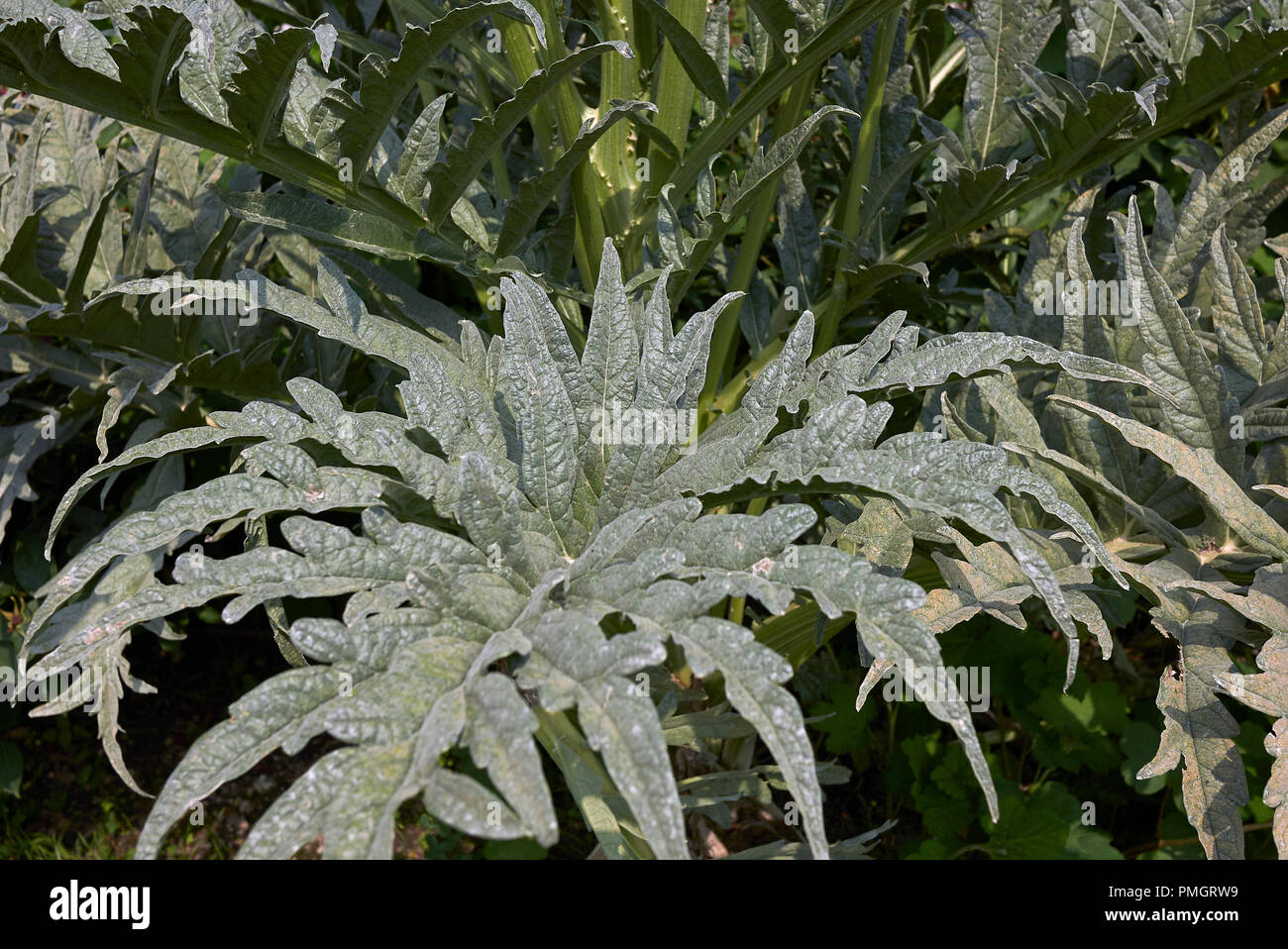 Cynara foliage hi-res stock photography and images - Alamy