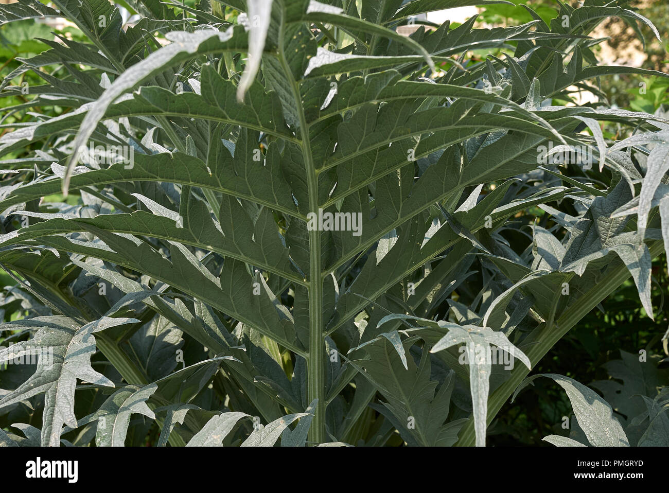 Cynara foliage hi-res stock photography and images - Alamy
