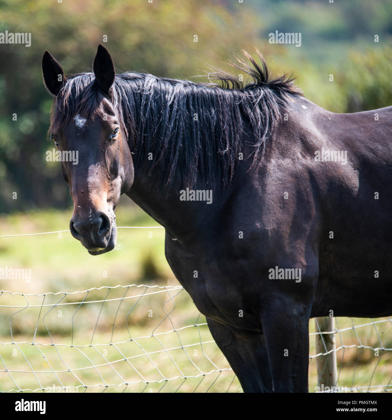 Portrait of a black farm horse Stock Photo - Alamy