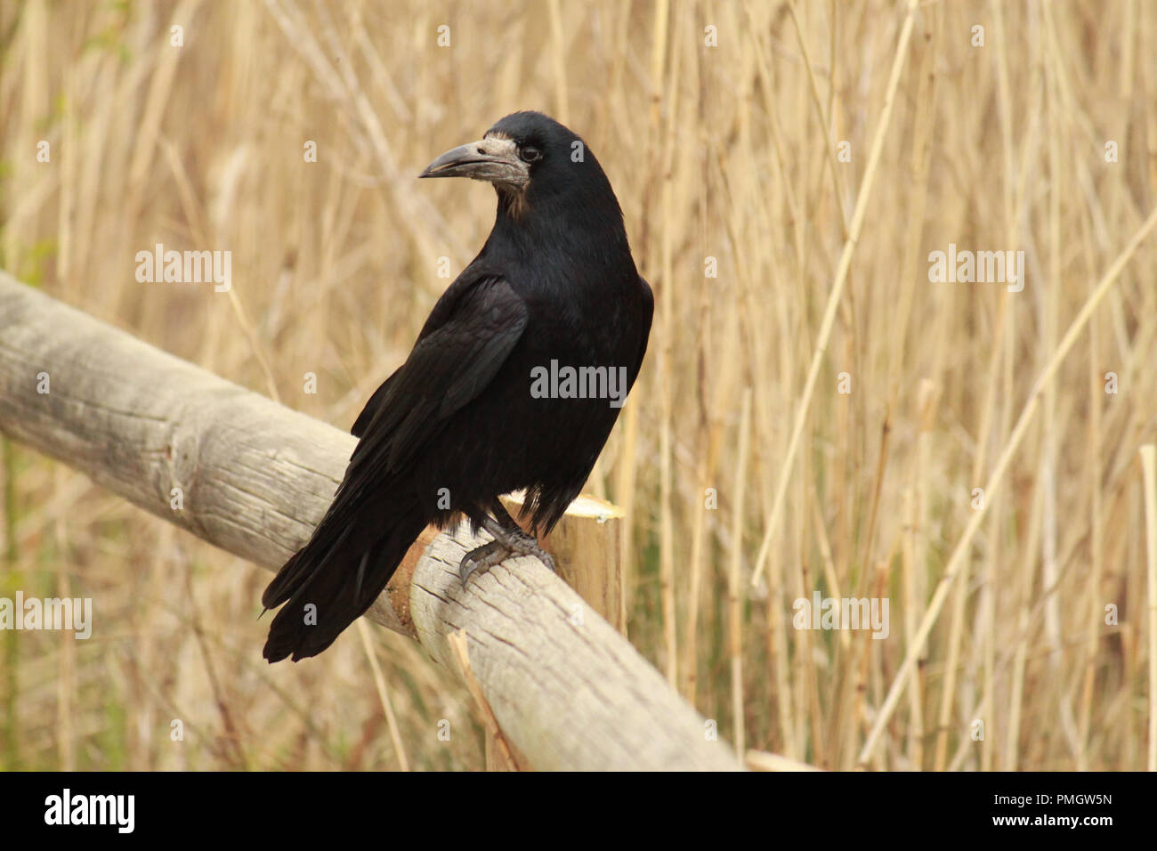 Rook bird hi-res stock photography and images - Alamy