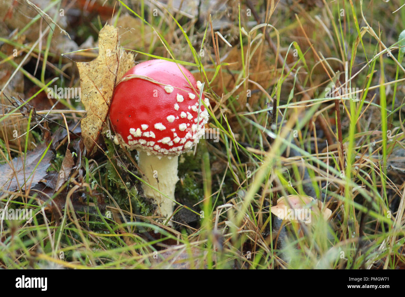 Toad on toadstool hi-res stock photography and images - Alamy