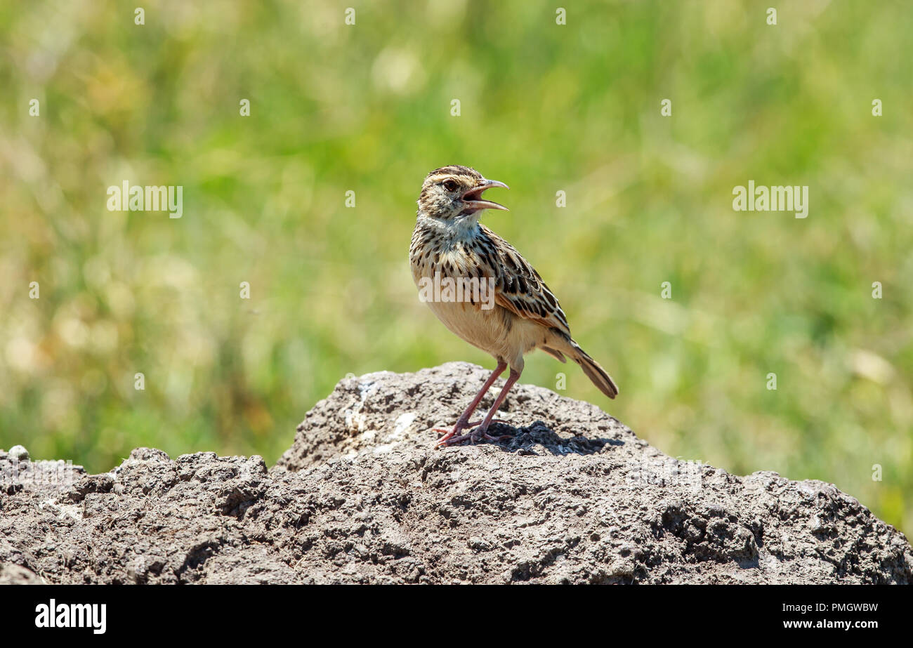The rufous-naped lark or rufous-naped bush lark is a widespread and ...