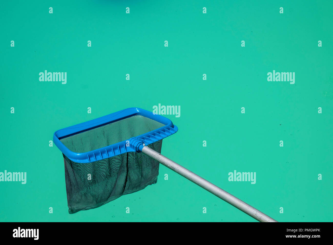 Swimming pool maintenance - a pool skimmer net waits above a green ...