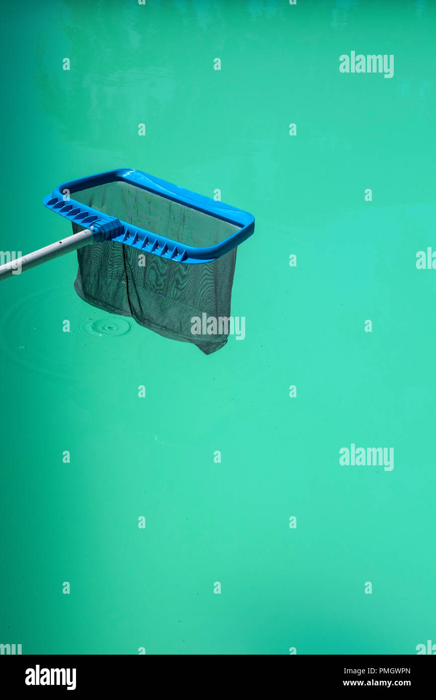 Swimming pool maintenance - a pool skimmer net waits above a green ...