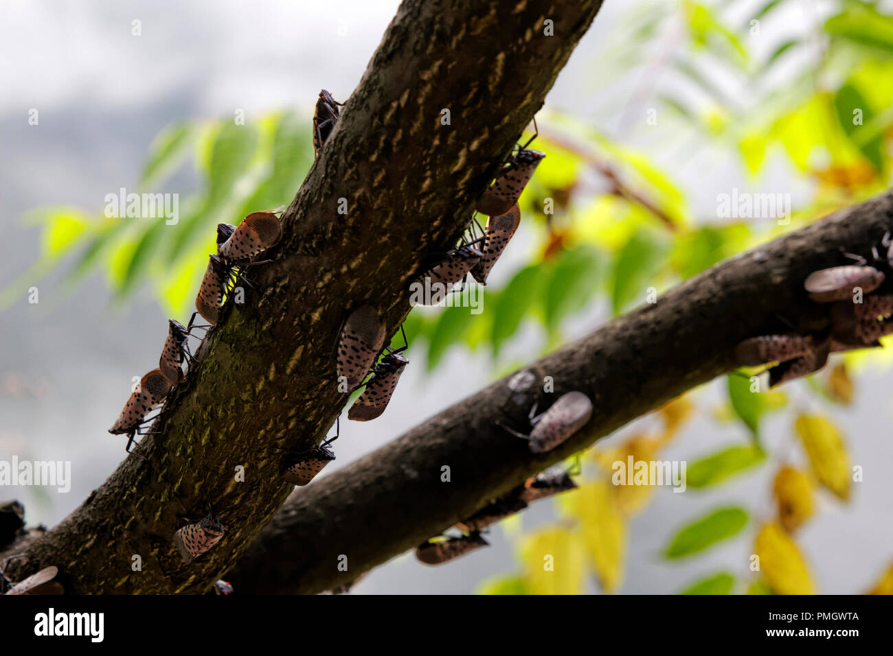 Spotted Lanternfly (lycorma delicatula) infestations have caused ...