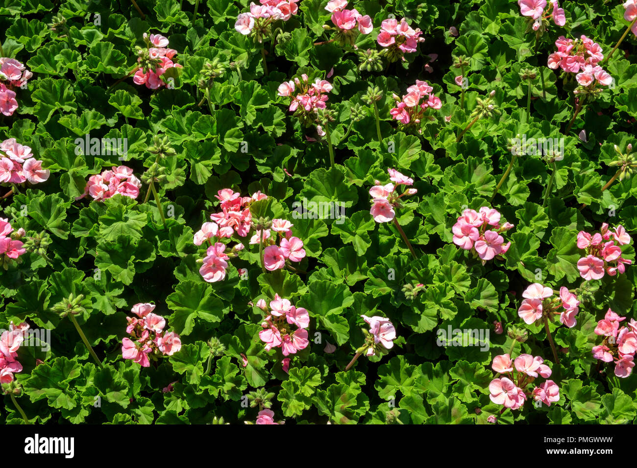 Full frame close up background of a summer flower bedding display. Pink ...
