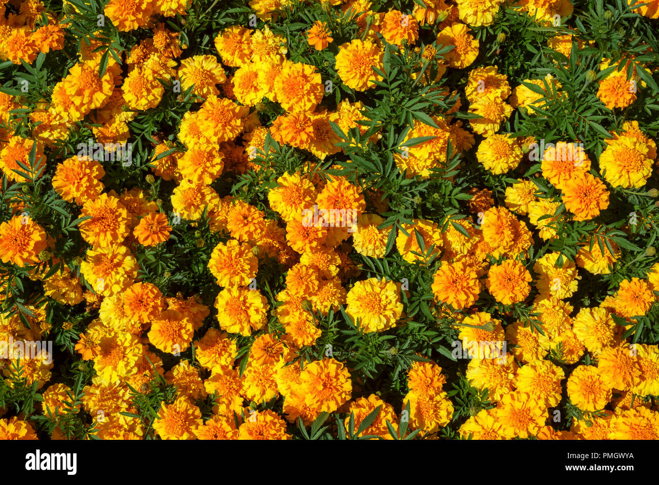 Summer bedding colour hi-res stock photography and images - Alamy