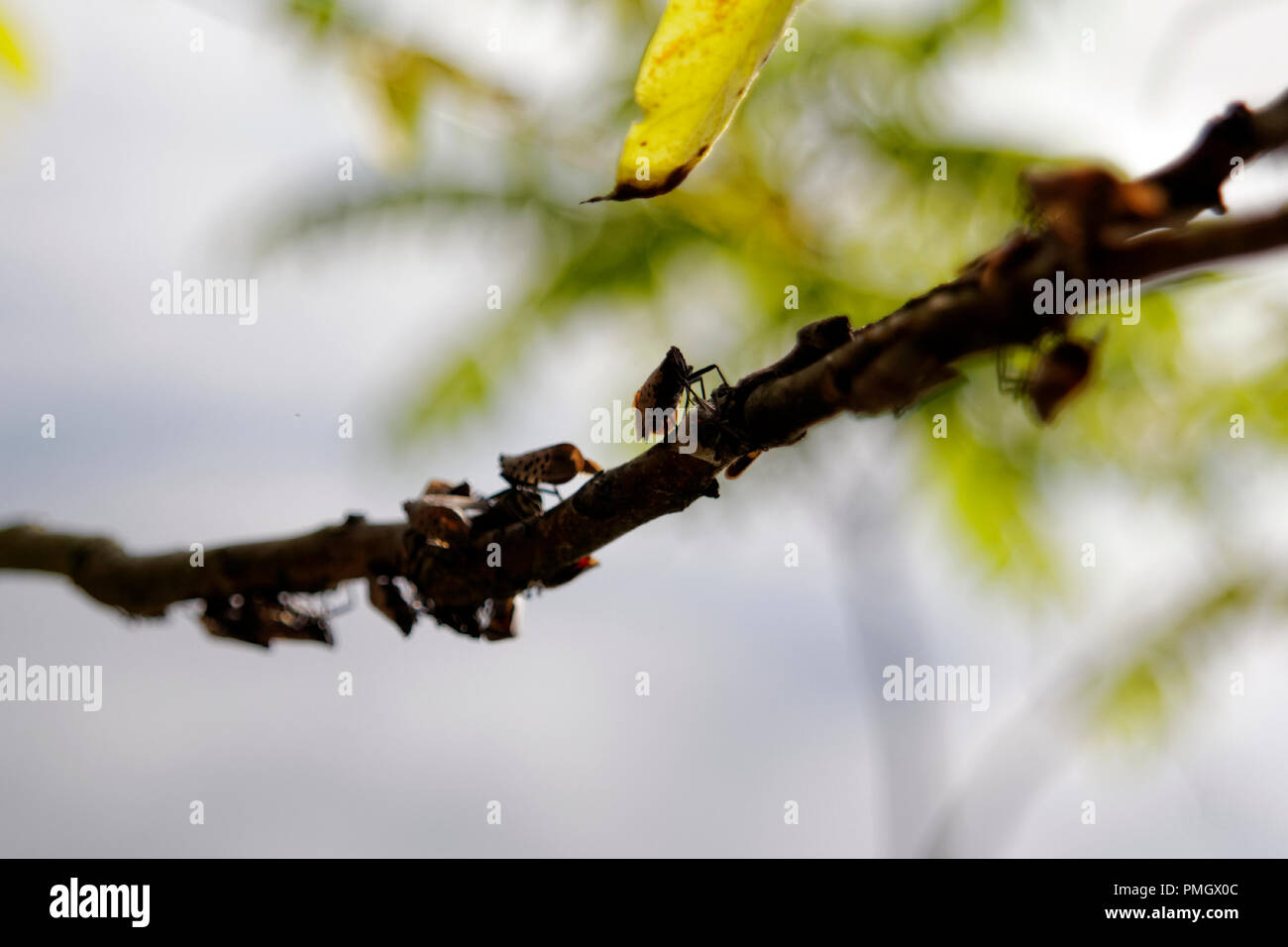 Spotted Lanternfly (lycorma delicatula) infestations have caused ...