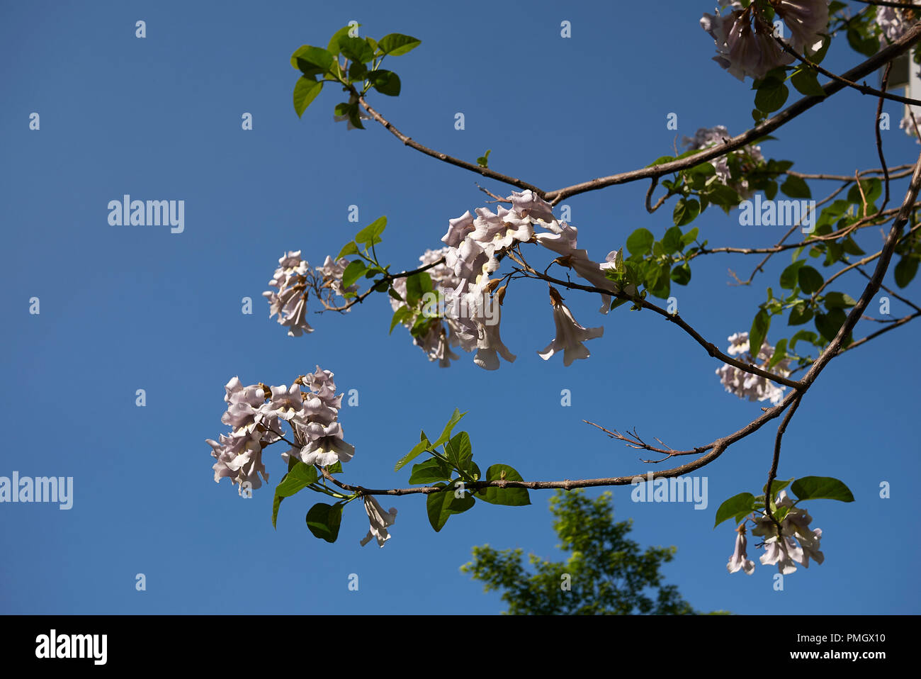 Paulownia tomentosa plant hi-res stock photography and images - Alamy