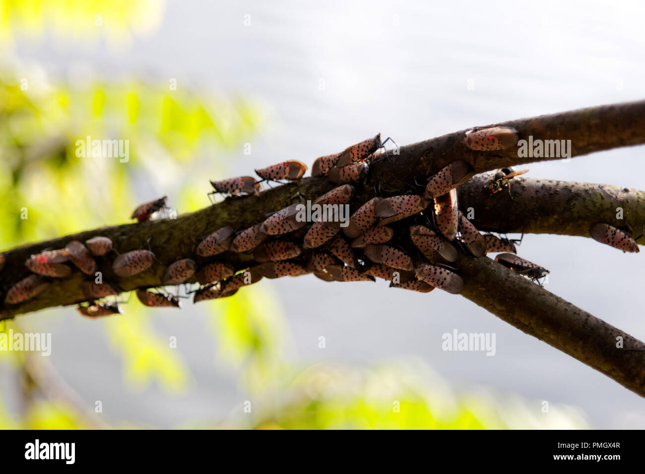 Spotted Lanternfly (lycorma delicatula) infestations have caused ...