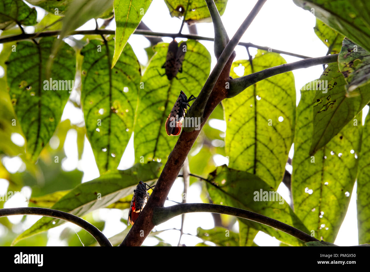 Spotted Lanternfly (lycorma delicatula) infestations have caused ...