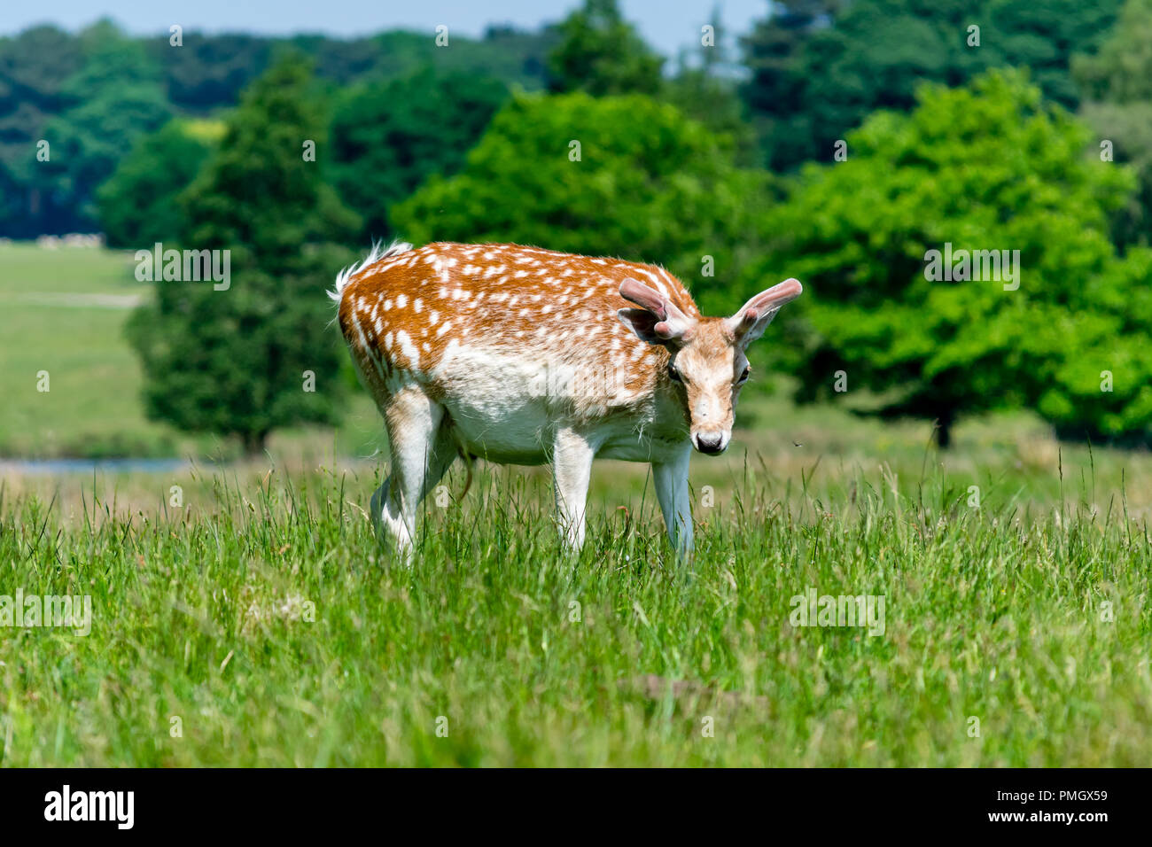 Tatton park deer hi-res stock photography and images - Alamy