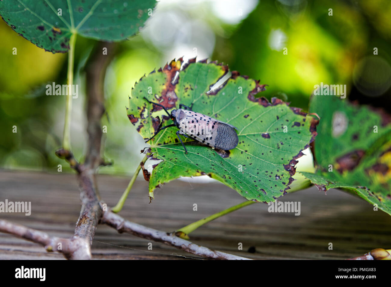 Spotted Lanternfly (lycorma delicatula) infestations have caused ...
