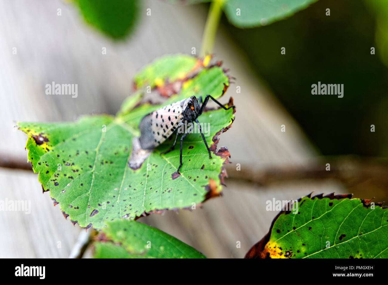 Spotted Lanternfly (lycorma delicatula) infestations have caused ...