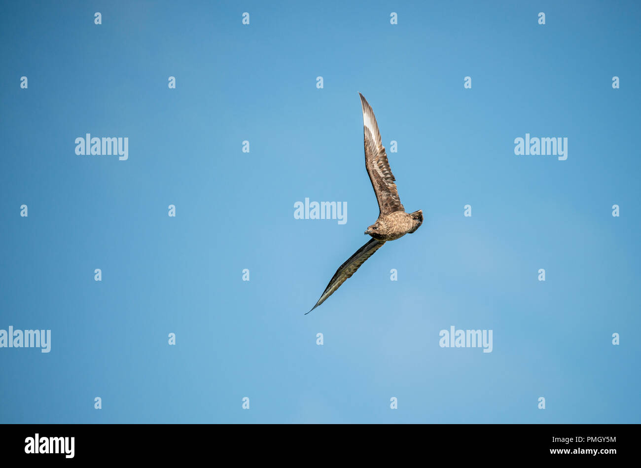 Bonxie flying hi-res stock photography and images - Alamy