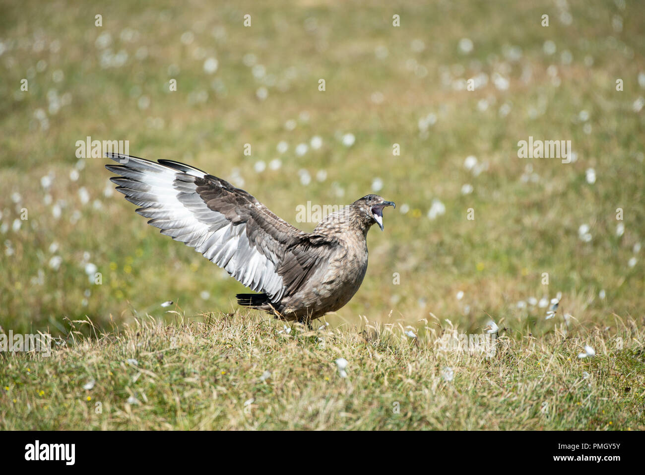 Great Skua (Bonxie) Stercorarius skua. Hermaness, Shetland, UK Stock ...