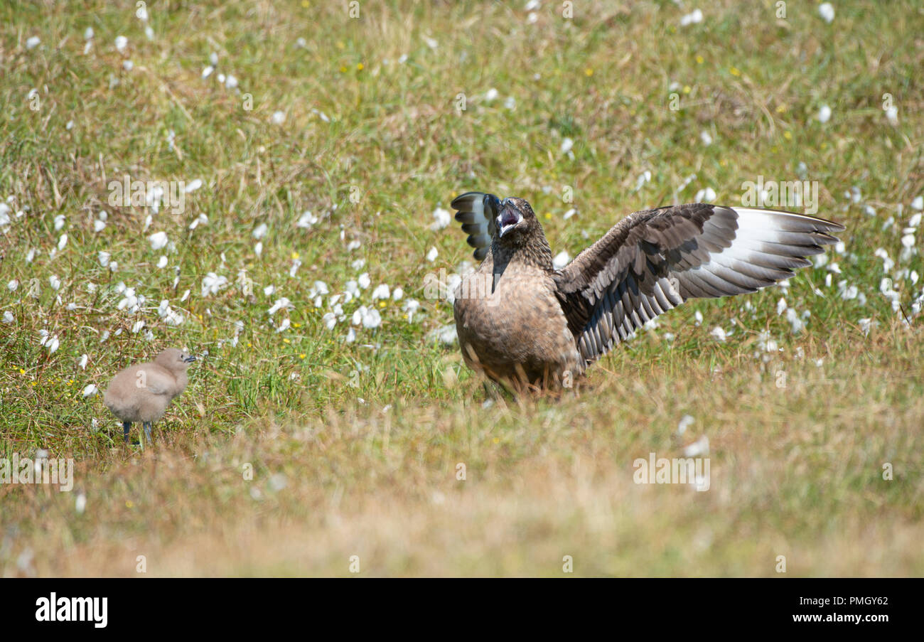 Bird wing display hi-res stock photography and images - Alamy