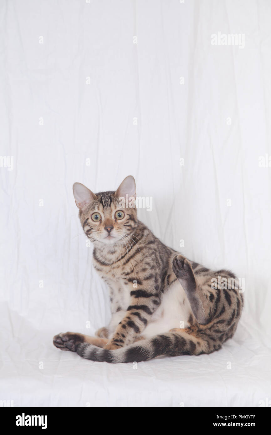 6 months old Bengal cat Stock Photo - Alamy