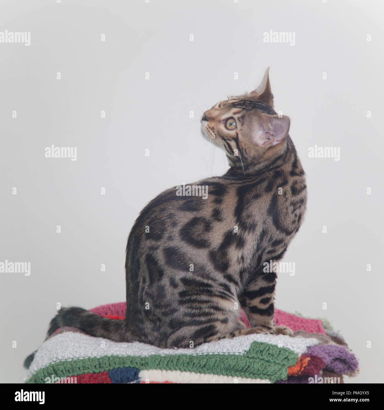 6 months old Bengal cat Stock Photo - Alamy