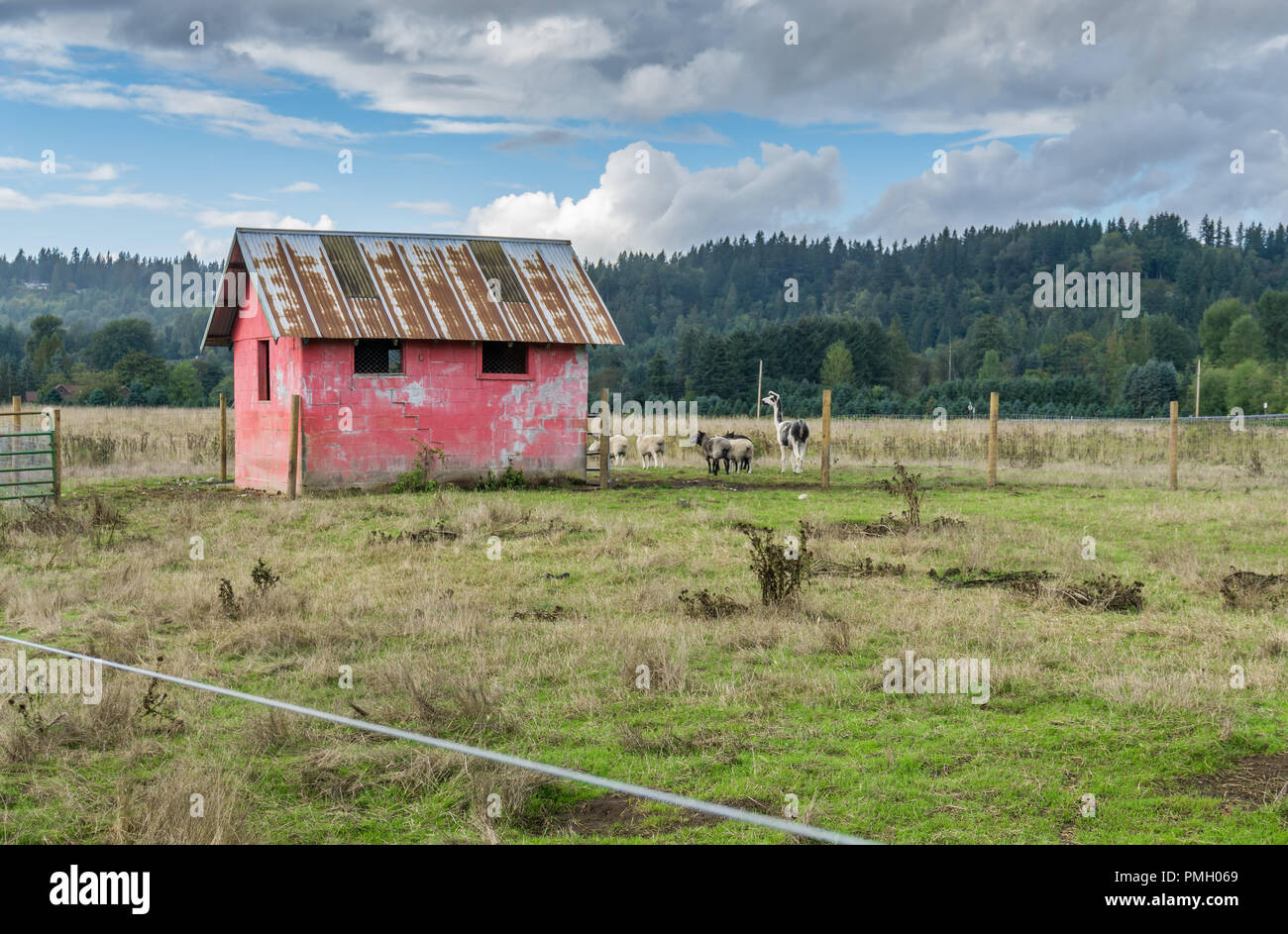 A view of a red shed and farm animals in Auburn, Washington Stock Photo ...