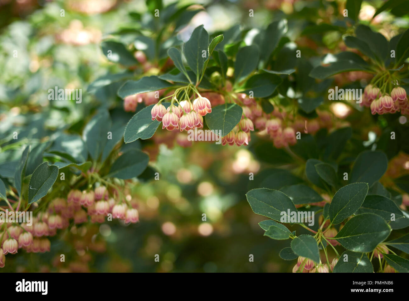 Redvein enkianthus enkianthus campanulatus hi-res stock photography and ...