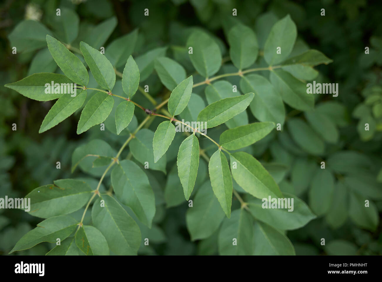 Fraxinus ornus south european hi-res stock photography and images - Alamy