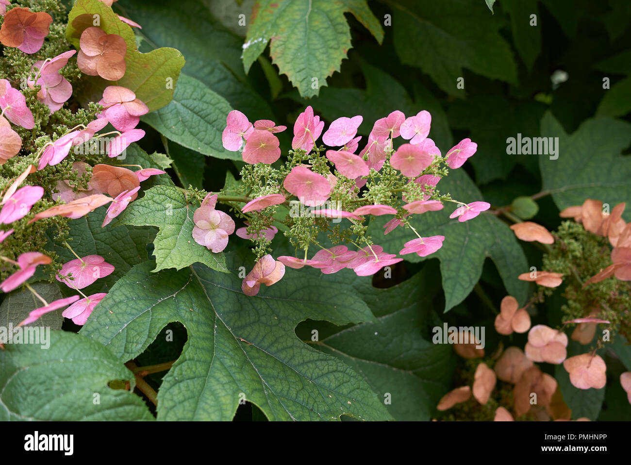 Pink oakleaf hydrangea hi-res stock photography and images - Alamy