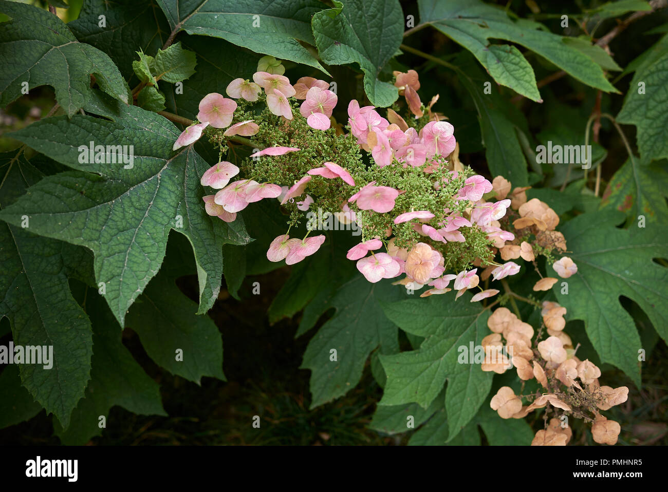 Pink oakleaf hydrangea hi-res stock photography and images - Alamy