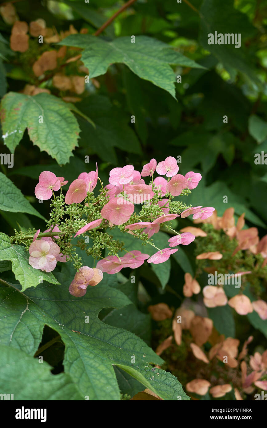 White hydrangea hedge hi-res stock photography and images - Alamy