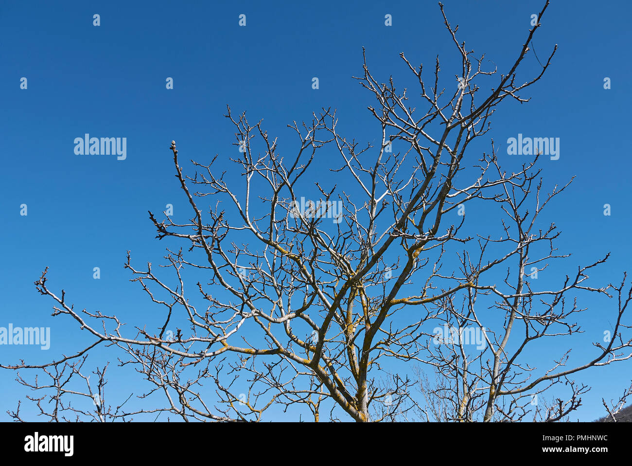 Juglans Regia Tree High Resolution Stock Photography and Images - Alamy