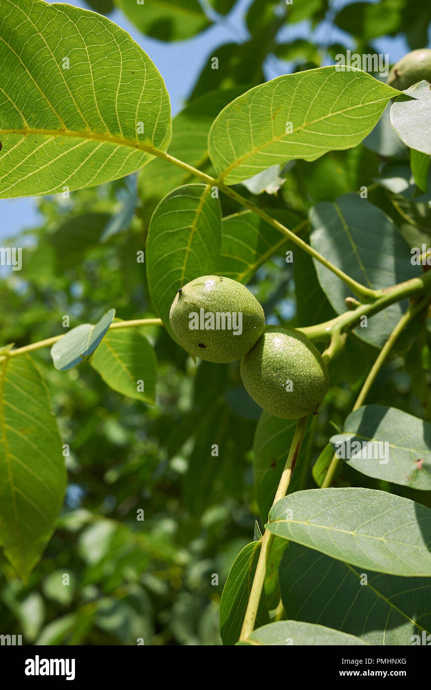 Persian walnut juglans regia hi-res stock photography and images - Alamy