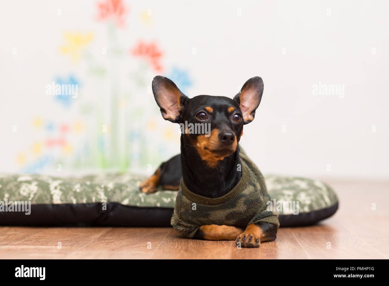 Russian toy terrier mini dog hi-res stock photography and images - Alamy