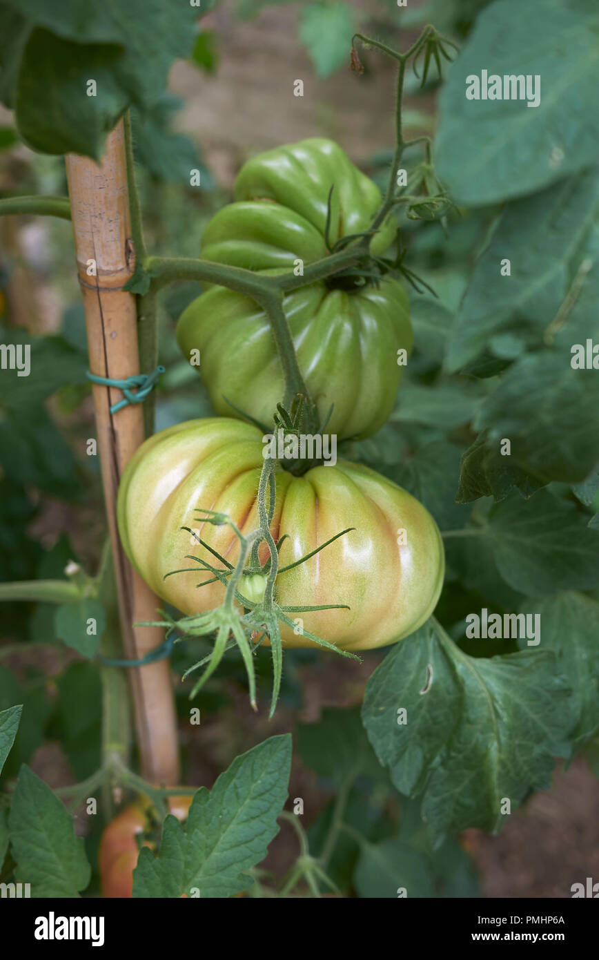 Lycopersicon esculentum botany hi-res stock photography and images - Alamy