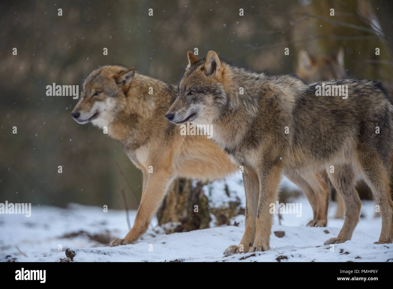 Two wolves mating hi-res stock photography and images - Alamy