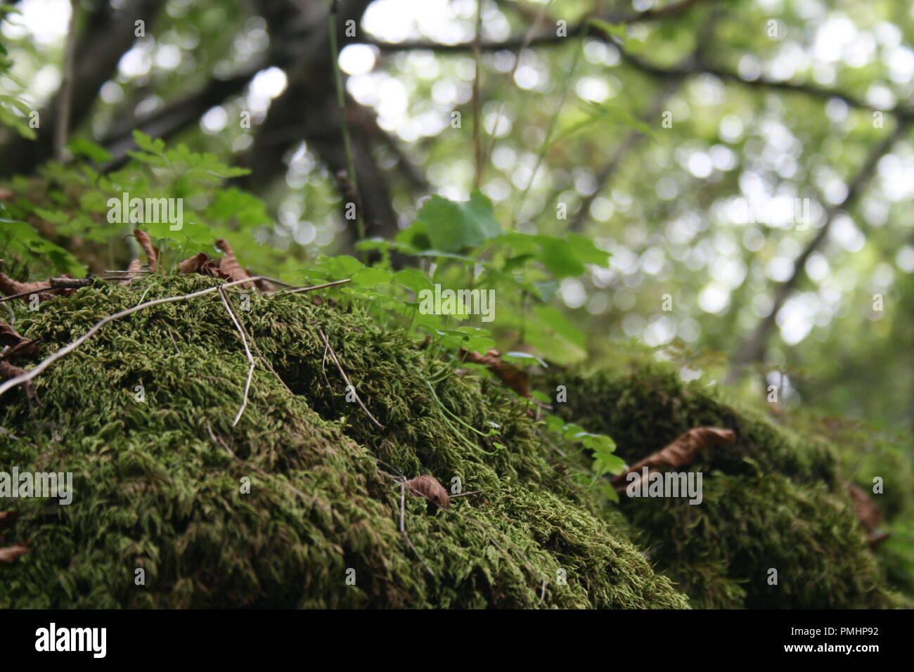 Liburnian hi-res stock photography and images - Alamy