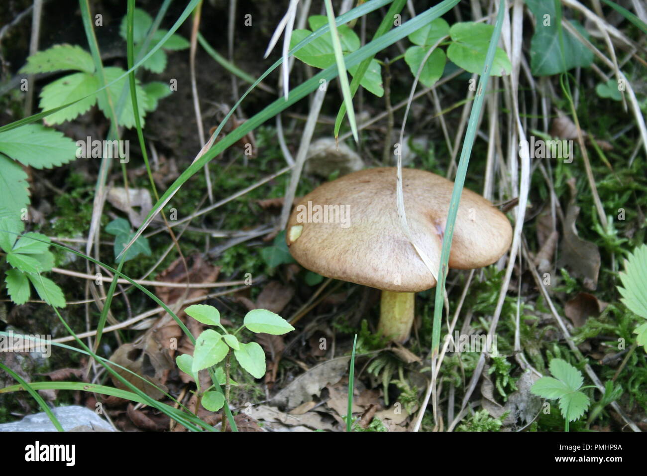 Liburnian hi-res stock photography and images - Alamy