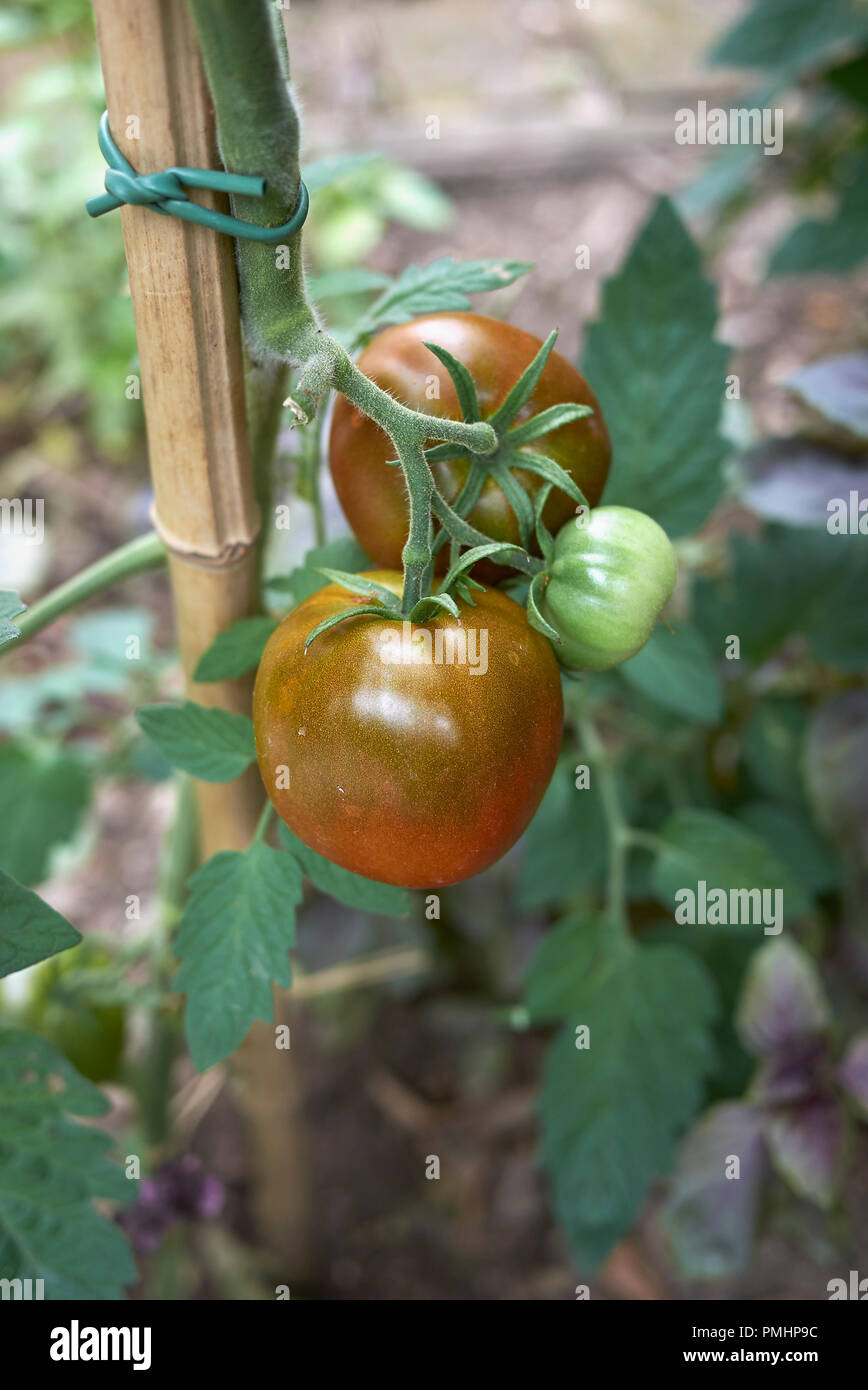 Lycopersicon esculentum hi-res stock photography and images - Alamy