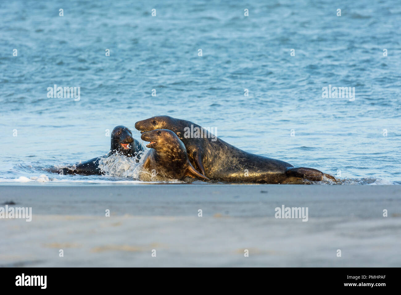 Mating seal hi-res stock photography and images - Alamy