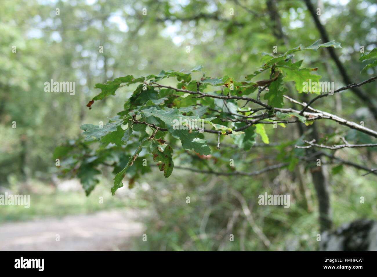 Liburnian hi-res stock photography and images - Alamy