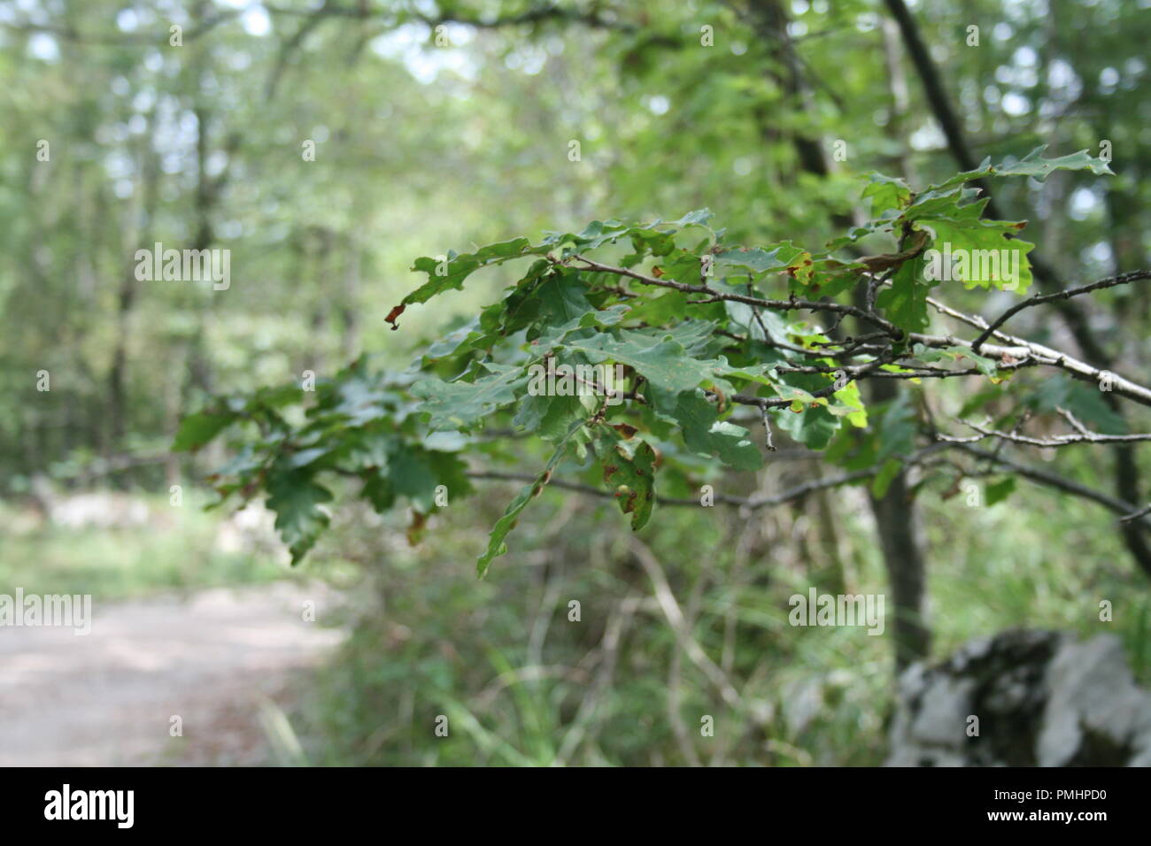 Liburnian hi-res stock photography and images - Alamy