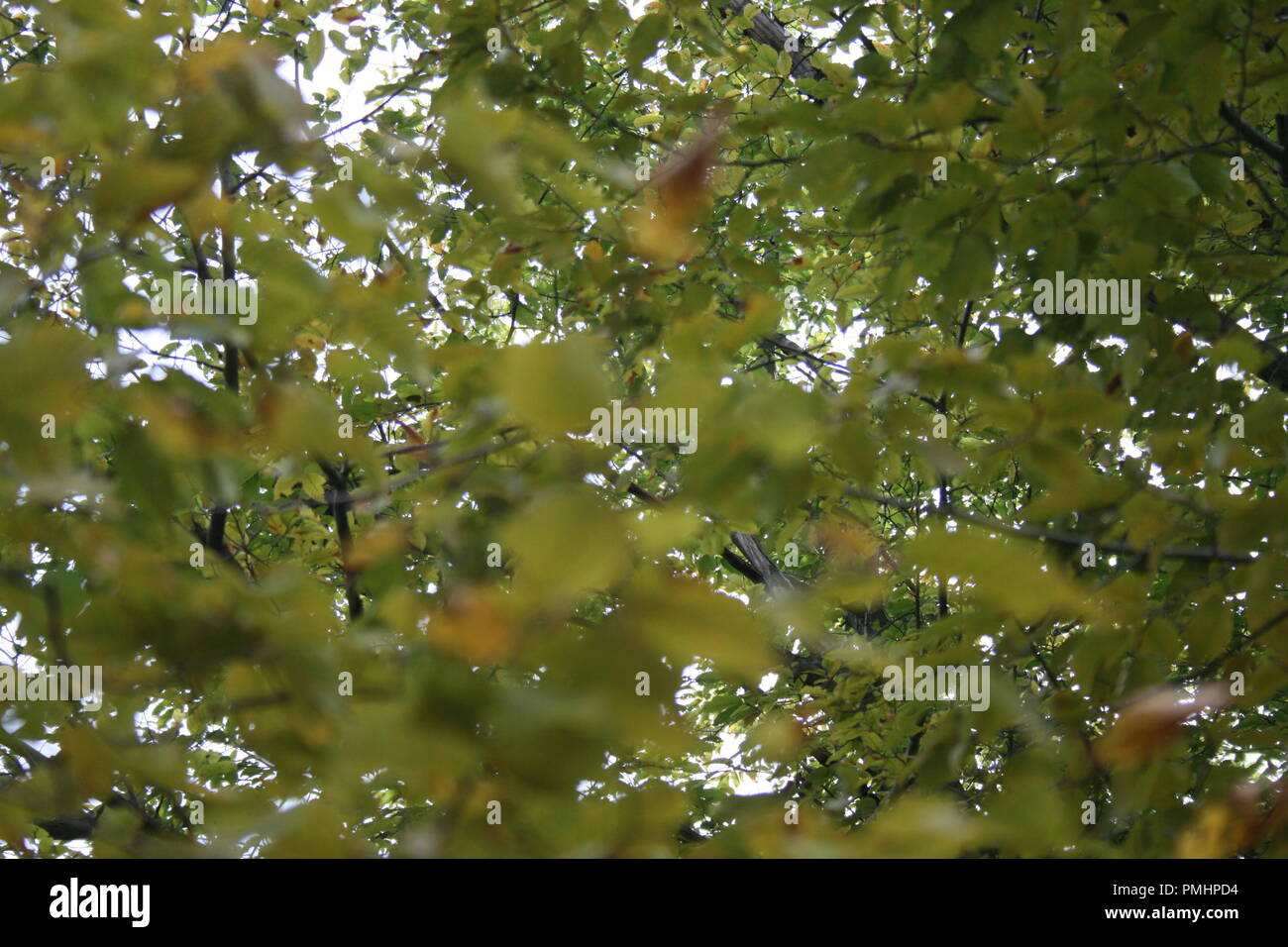 Liburnian hi-res stock photography and images - Alamy