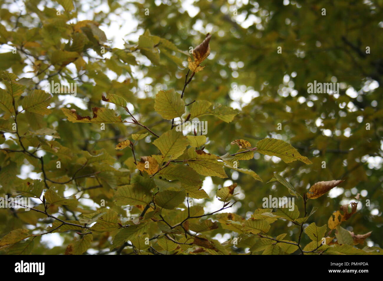 Liburnian hi-res stock photography and images - Alamy